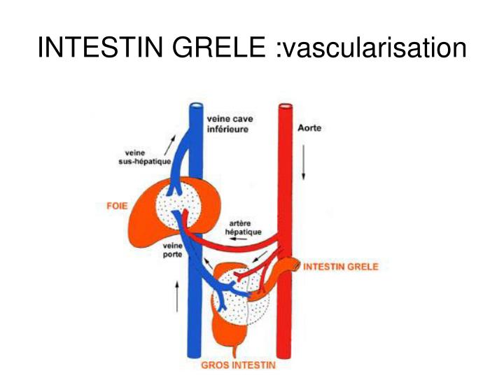 PPT - ANATOMIE - PHYSIOLOGIE DU TUBE DIGESTIF Dr V.Hyrailles-Blanc ...