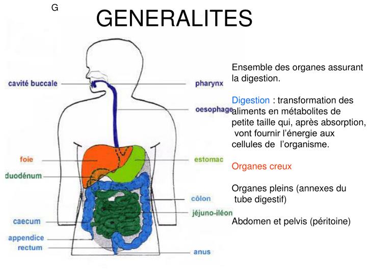 PPT - ANATOMIE - PHYSIOLOGIE DU TUBE DIGESTIF Dr V.Hyrailles-Blanc ...