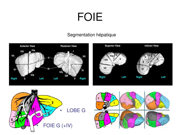 PPT - ANATOMIE - PHYSIOLOGIE DU TUBE DIGESTIF Dr V.Hyrailles-Blanc ...