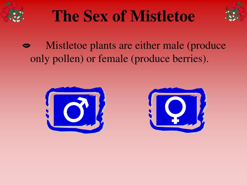 Ppt Mistletoe Powerpoint Presentation Free Download Id 512782