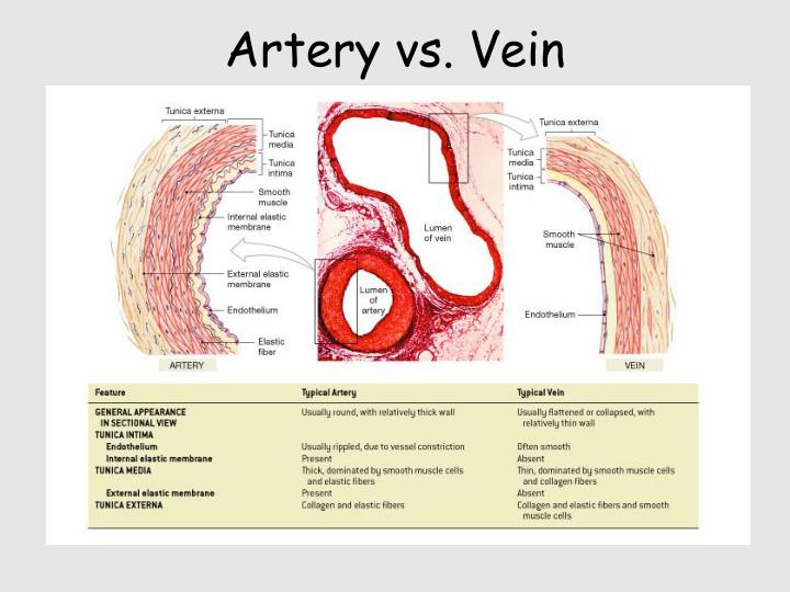 PPT - Blood Vessels PowerPoint Presentation - ID:51462