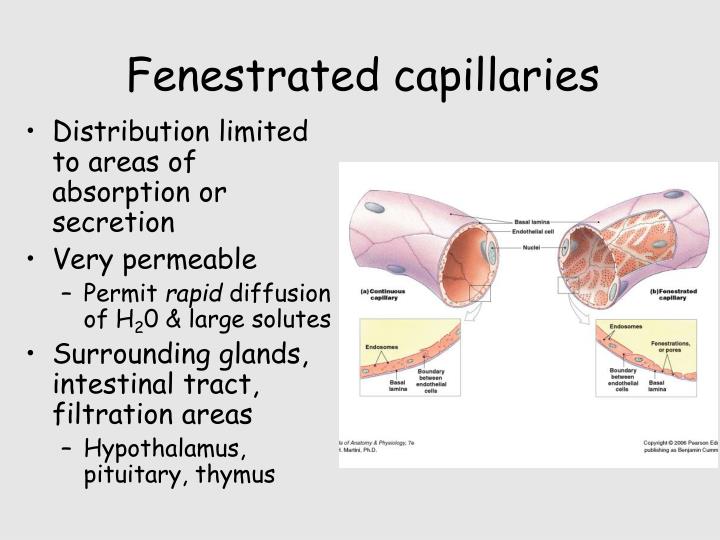 PPT - Blood Vessels PowerPoint Presentation - ID:51462