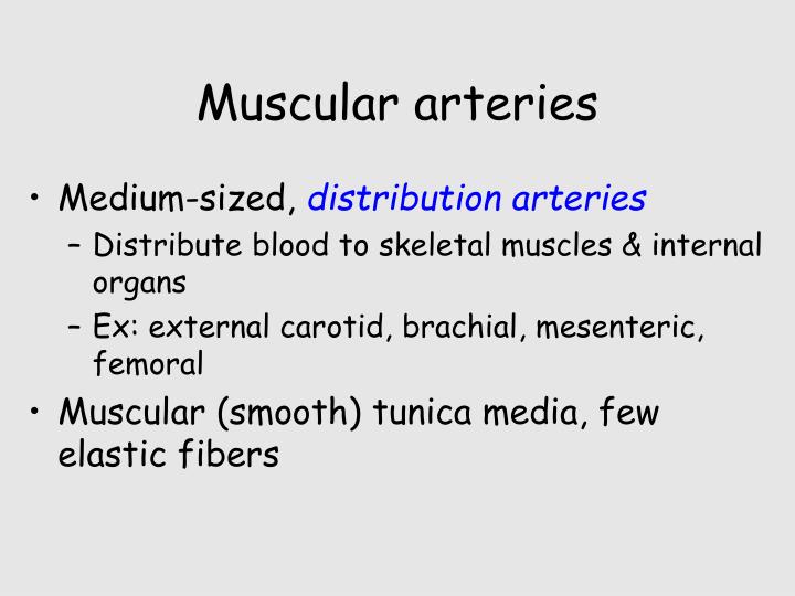 PPT - Blood Vessels PowerPoint Presentation - ID:51462
