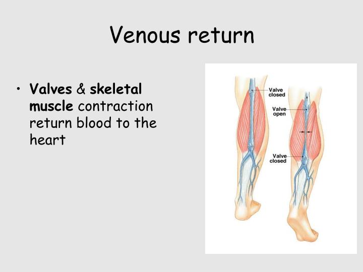 PPT - Blood Vessels PowerPoint Presentation - ID:51462