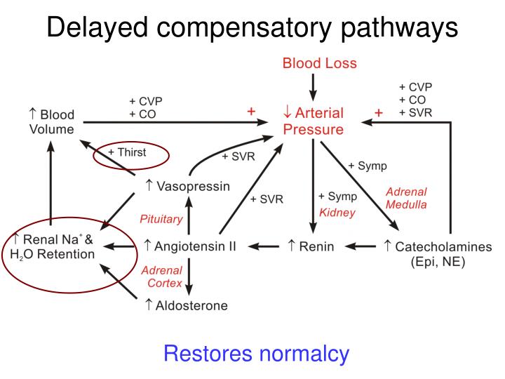 PPT - Physiology of shock PowerPoint Presentation - ID:515401