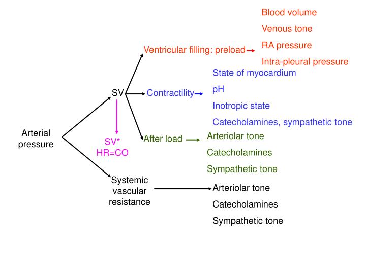 PPT - Physiology of shock PowerPoint Presentation - ID:515401