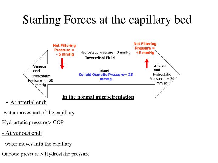 PPT - Physiology of shock PowerPoint Presentation - ID:515401