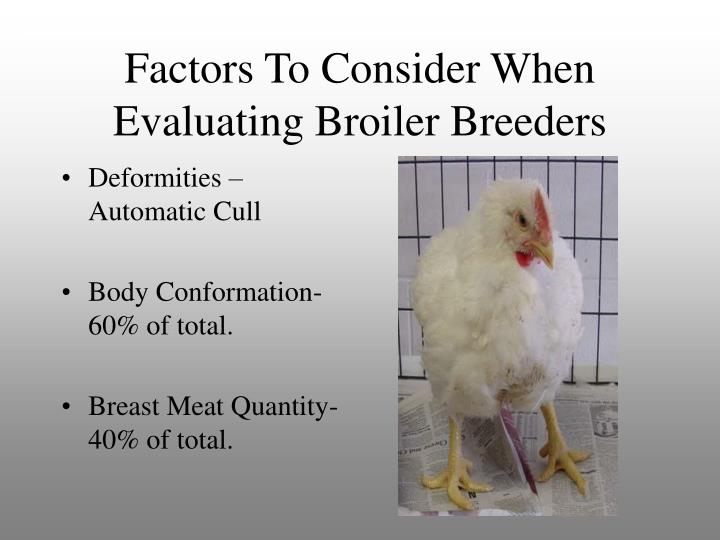 PPT - Evaluating Broiler Breeders For Future Meat Production PowerPoint ...