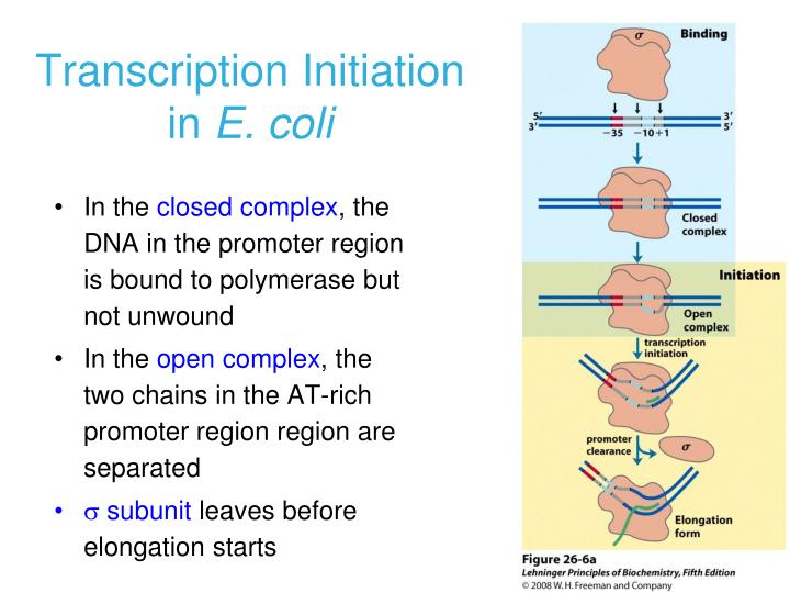 PPT - CHAPTER 26 RNA Metabolism PowerPoint Presentation - ID:516559