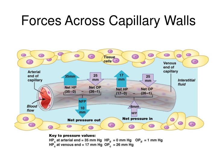 PPT - Chapter 19. PowerPoint Presentation - ID:519646