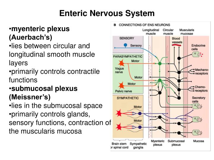PPT - Organization and control of the gastrointestinal system ...