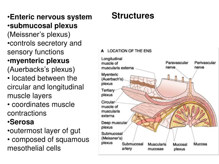 PPT - Organization and control of the gastrointestinal system ...