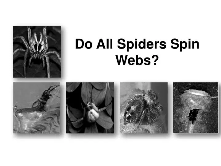 PPT - Do All Spiders Spin Webs? PowerPoint Presentation, free download ...