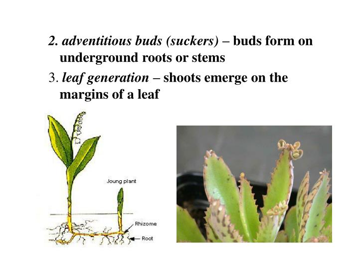 PPT - Angiosperm Plant Reproduction (Chap. 28) PowerPoint Presentation ...