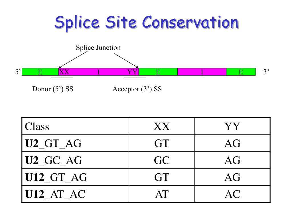 PPT - Alternative Splicing Hedi Hegyi, PhD @ Institute of Enzymology ...