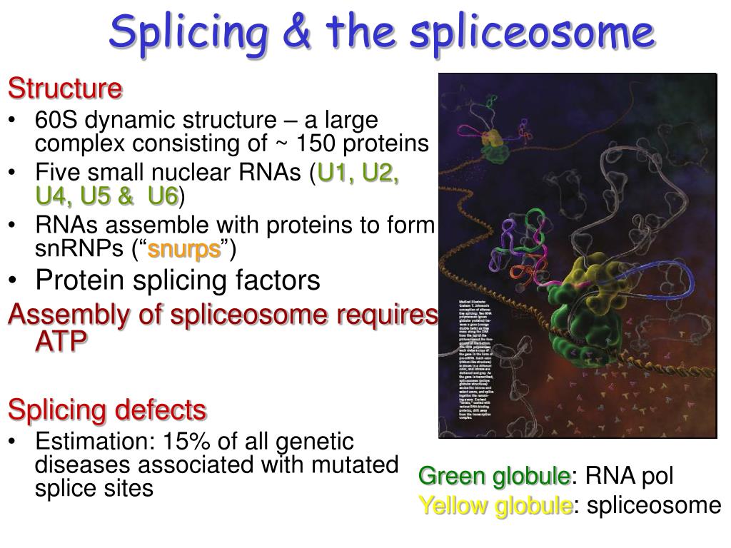 PPT - Alternative Splicing Hedi Hegyi, PhD @ Institute of Enzymology ...