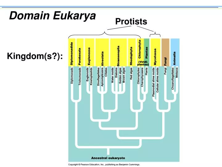 PPT - Domain Eukarya PowerPoint Presentation, free download - ID:521966
