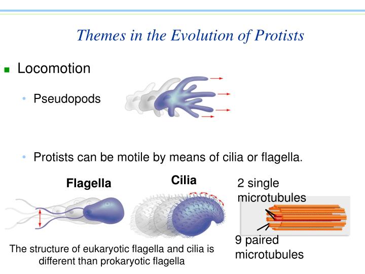 PPT - Domain Eukarya PowerPoint Presentation - ID:521966