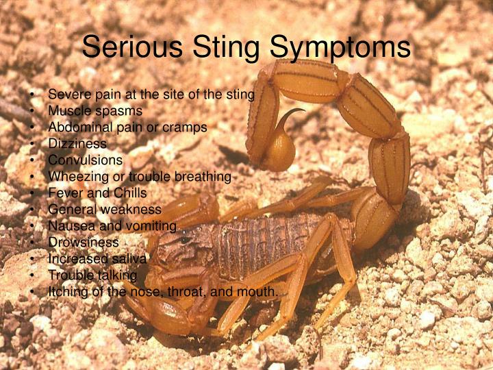 PPT - Scorpion Sting PowerPoint Presentation - ID:522504