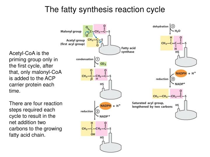 PPT - Lipid Metabolism 2: Acetyl-CoA carboxylase, fatty acid synthase ...