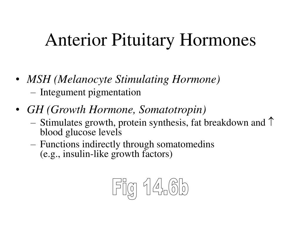 Ppt Hormones Powerpoint Presentation Free Download Id 523328