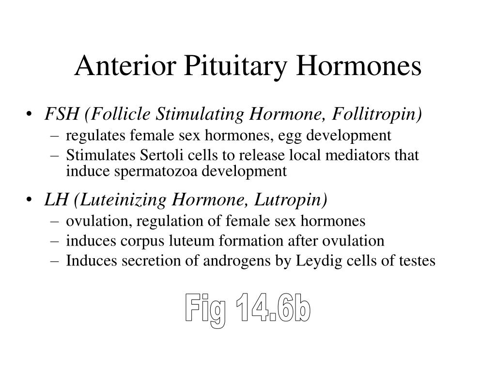 Ppt Hormones Powerpoint Presentation Free Download Id 523328