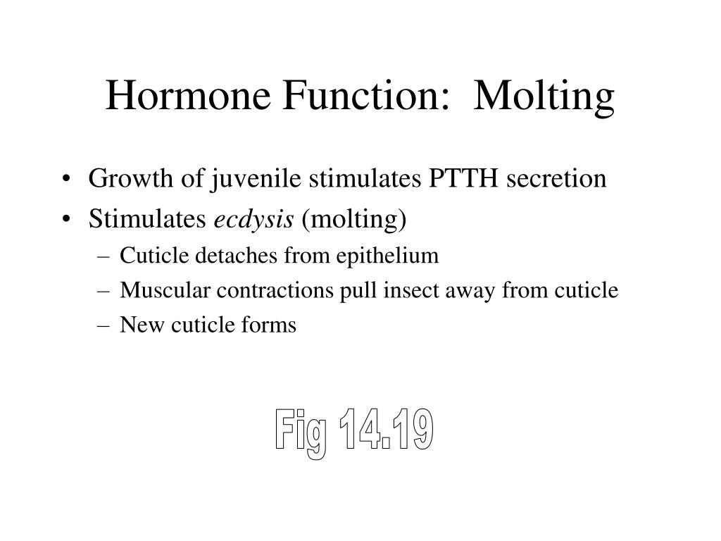 Ppt Hormones Powerpoint Presentation Free Download Id 523328