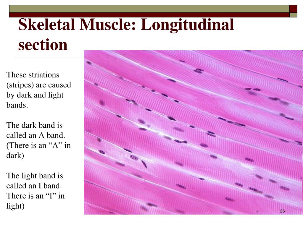 Longitudinal Section Of Skeletal Muscle Longitudinal Section Of Skeletal Muscle