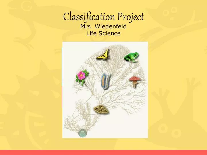 PPT - Classification Project Mrs. Wiedenfeld Life Science PowerPoint ...