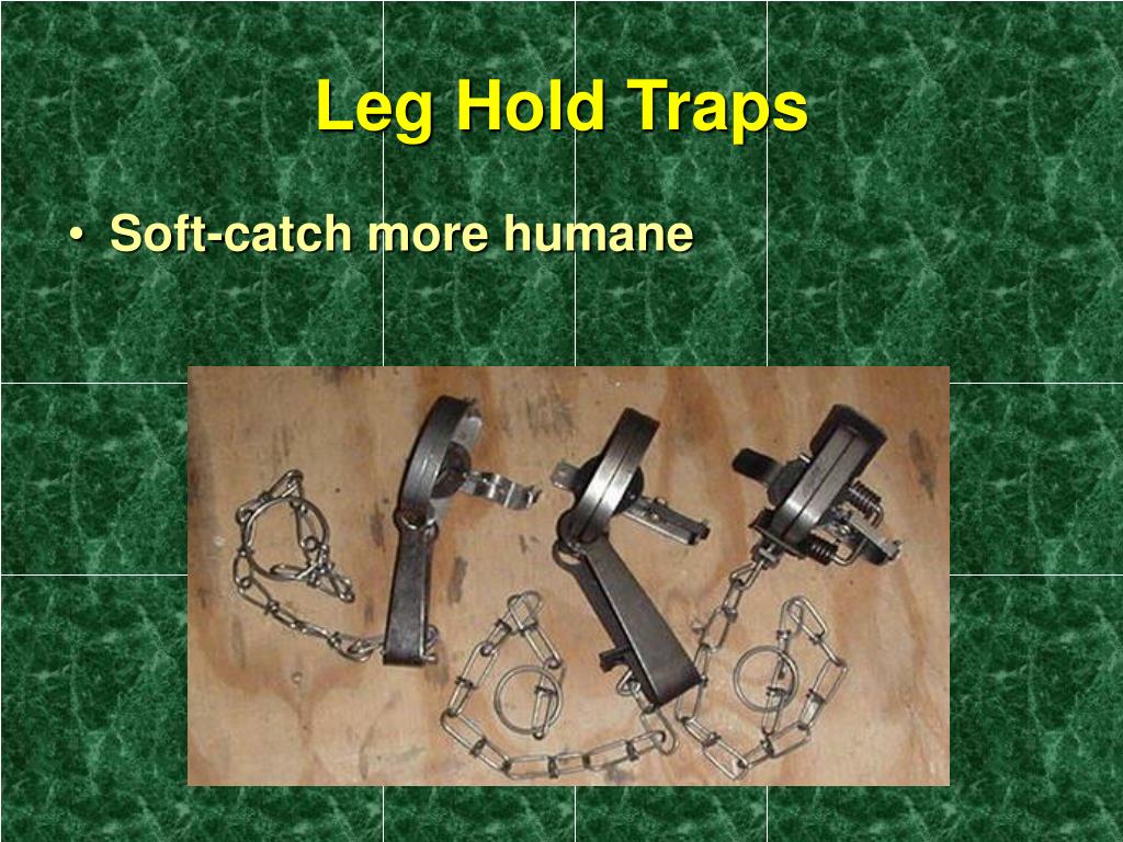 PPT - Integrated Wildlife Damage Management For Homeowners PowerPoint ...