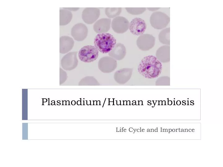PPT - Plasmodium/Human symbiosis PowerPoint Presentation, free download ...