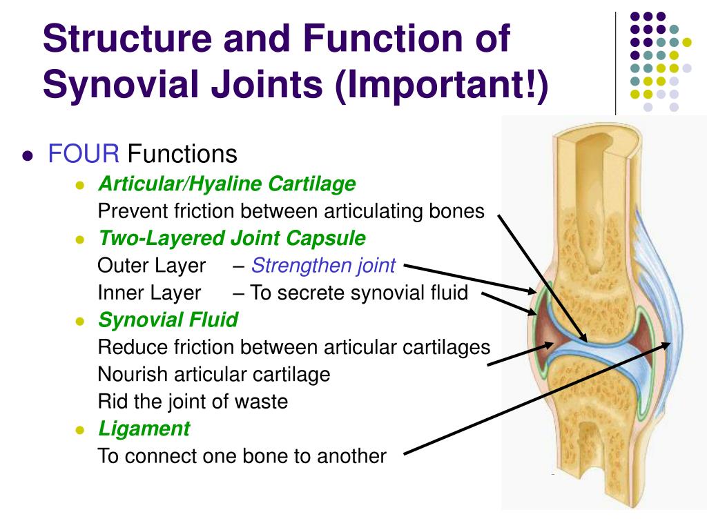 Synovial Joints Types Functions Structure - vrogue.co Synovial Joints Types Functions Structure - vrogue.co