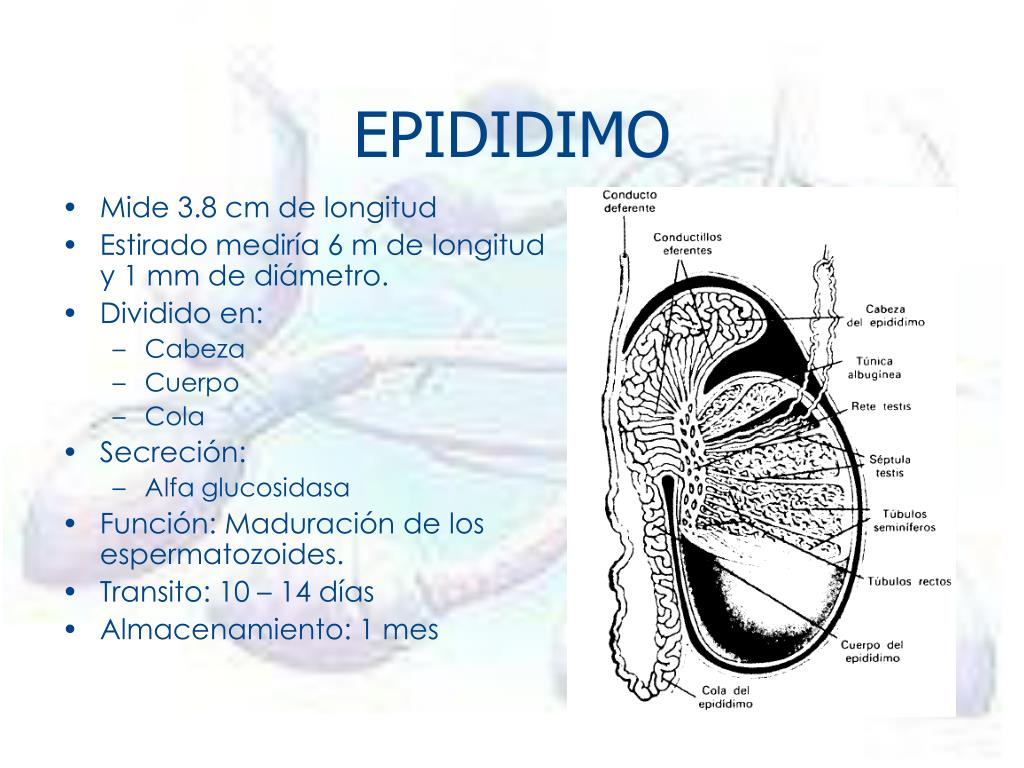 PPT - GLANDULAS SEXUALES ACCESORIAS ANALISIS DEL LIQUIDO SEMINAL ...