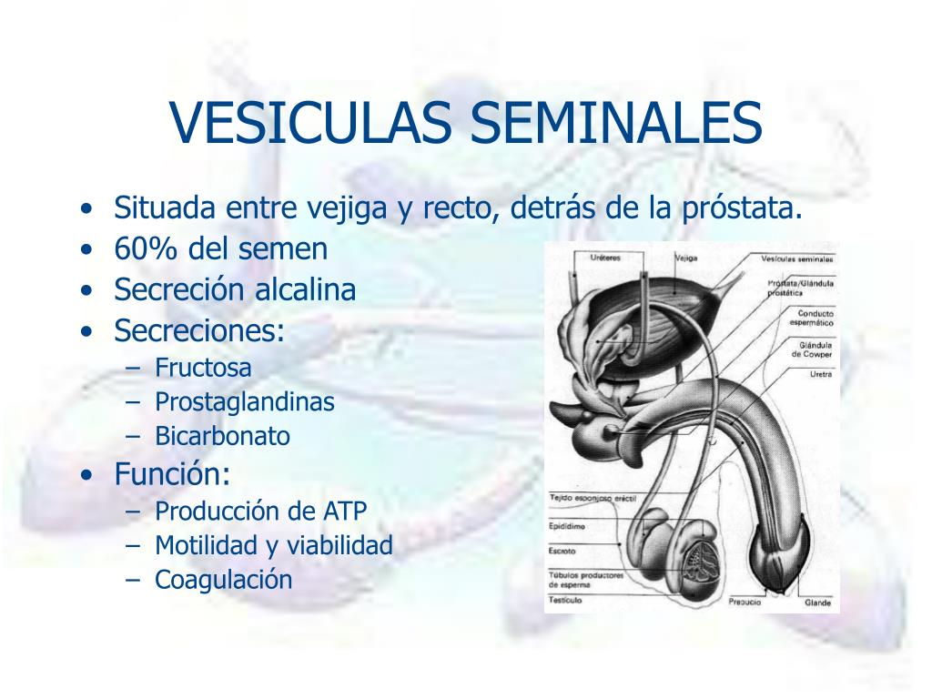 PPT - GLANDULAS SEXUALES ACCESORIAS ANALISIS DEL LIQUIDO SEMINAL ...