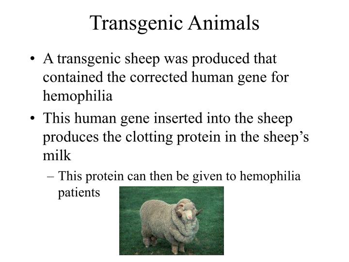 PPT - Chapter 13 PowerPoint Presentation - ID:54061