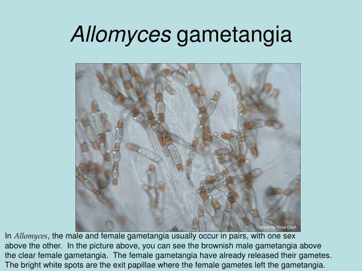 PPT - Water Molds and Simple Fungi Oomycota, Chytridiomycota ...