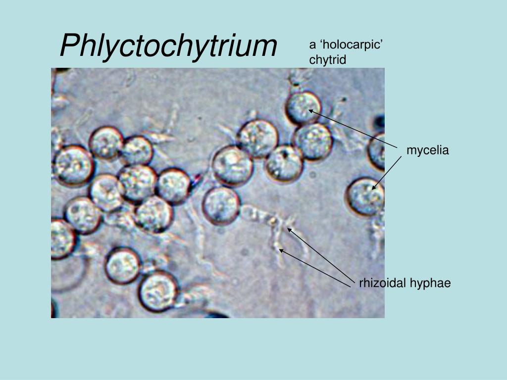 PPT - Water Molds and Simple Fungi Oomycota, Chytridiomycota ...