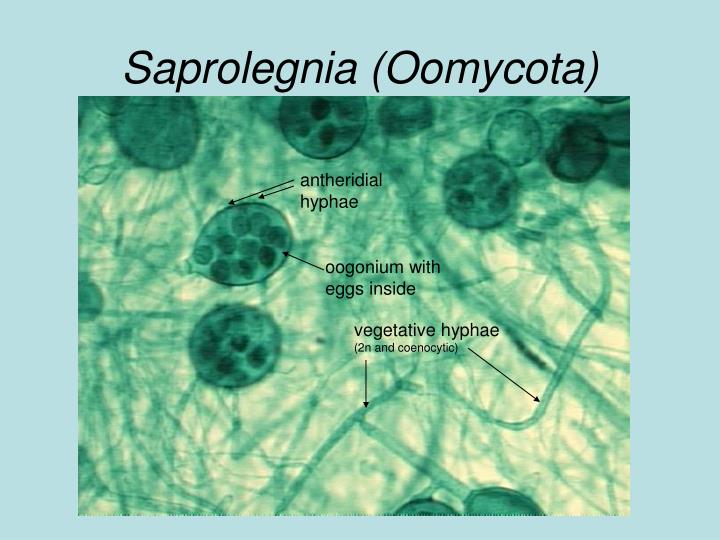 Phylum Oomycota Saprolegnia