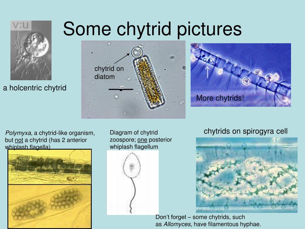 PPT - Water Molds and Simple Fungi Oomycota, Chytridiomycota ...