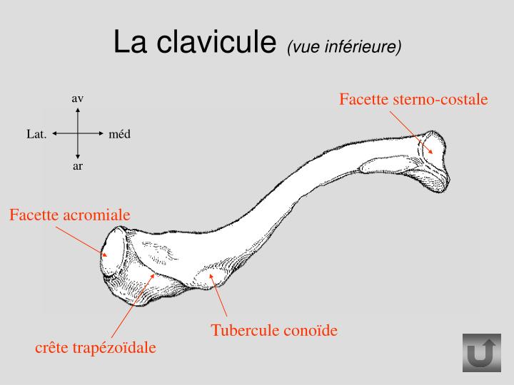 PPT - L’épaule PowerPoint Presentation - ID:541690