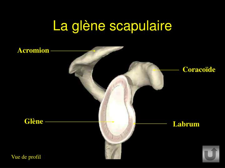PPT - L’épaule PowerPoint Presentation - ID:541690