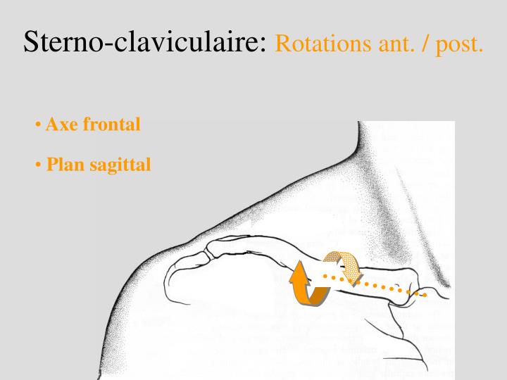 PPT - L’épaule PowerPoint Presentation - ID:541690