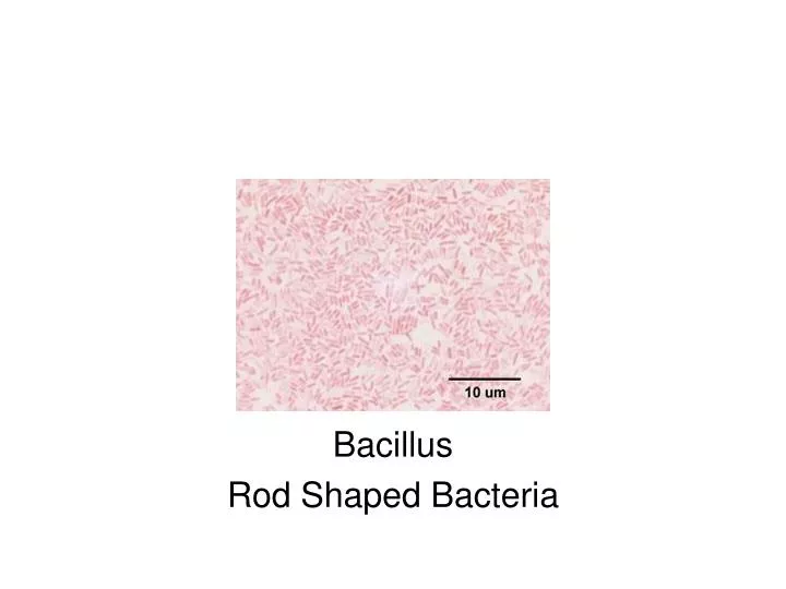 PPT - Bacillus Rod Shaped Bacteria PowerPoint Presentation, free ...