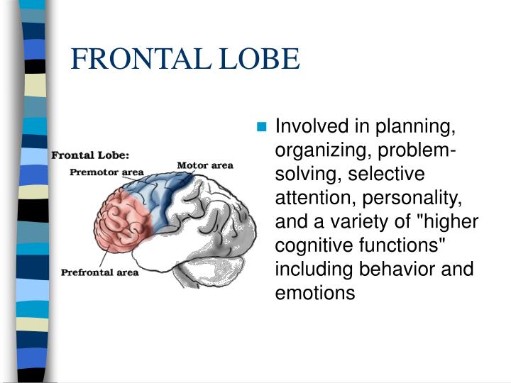 PPT - Body Systems PowerPoint Presentation - ID:542157