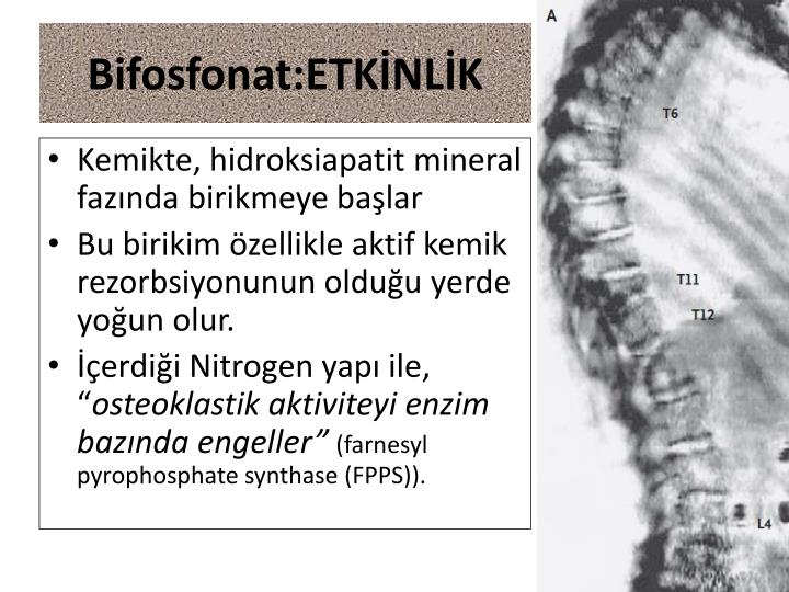 PPT - OSTEOPOROSİSİN ENGELLENMESİNDE BİFOSFONAT KULLANIMI PowerPoint ...