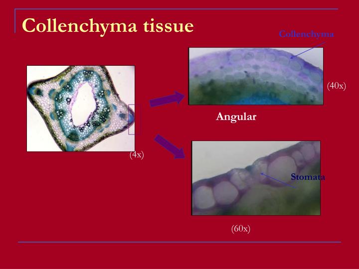 PPT - Anatomy of Pisum Sativum (garden pea) PowerPoint Presentation ...