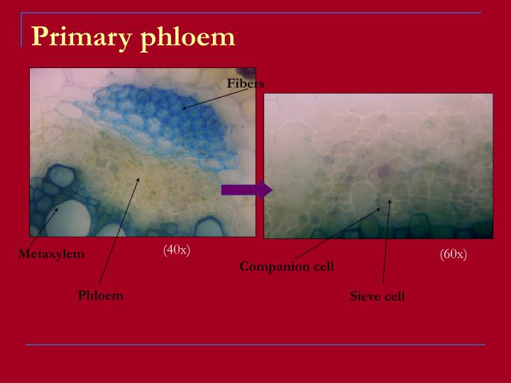 PPT - Anatomy of Pisum Sativum (garden pea) PowerPoint Presentation ...