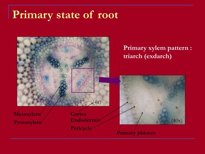 PPT - Anatomy of Pisum Sativum (garden pea) PowerPoint Presentation ...