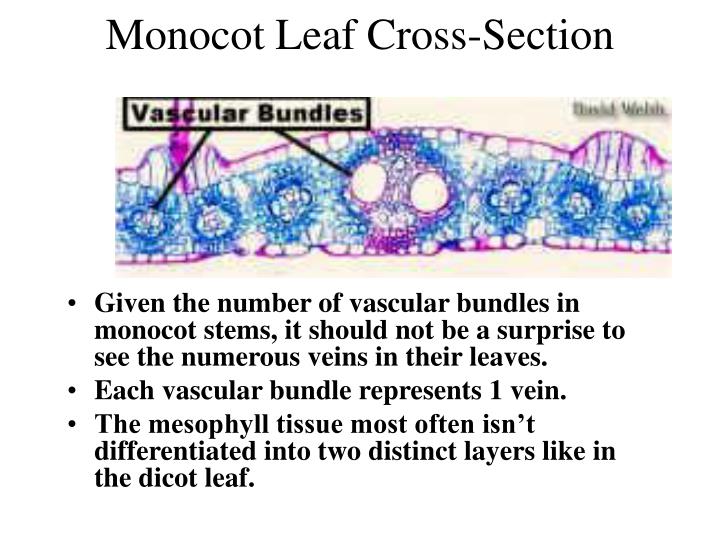 PPT - Leaves: Classification, Structure and Function PowerPoint ...