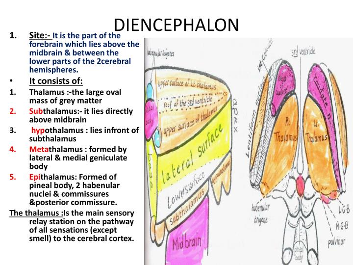 PPT - DIENCEPHALON PowerPoint Presentation - ID:543958